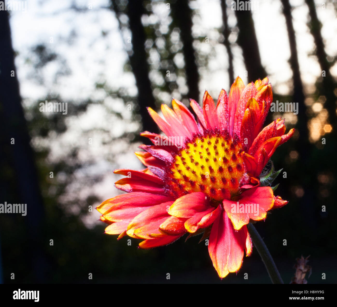 Bright spring bloom collecting the last light before sunset Stock Photo ...