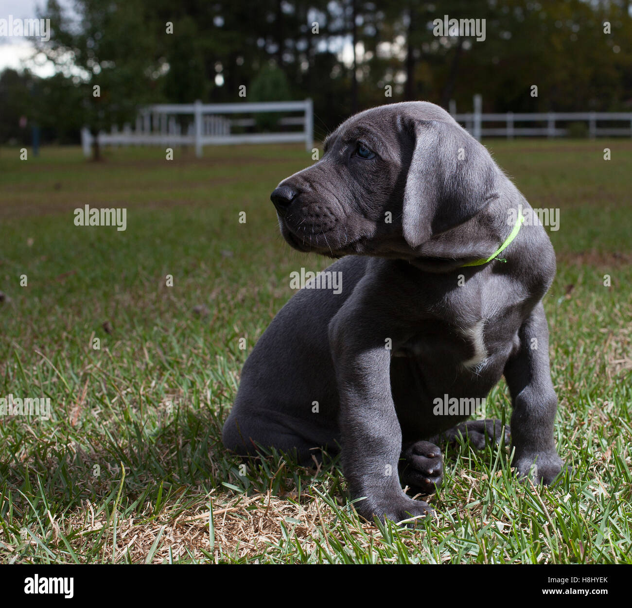 Gray great Dane puppy staring at something in a field Stock Photo - Alamy