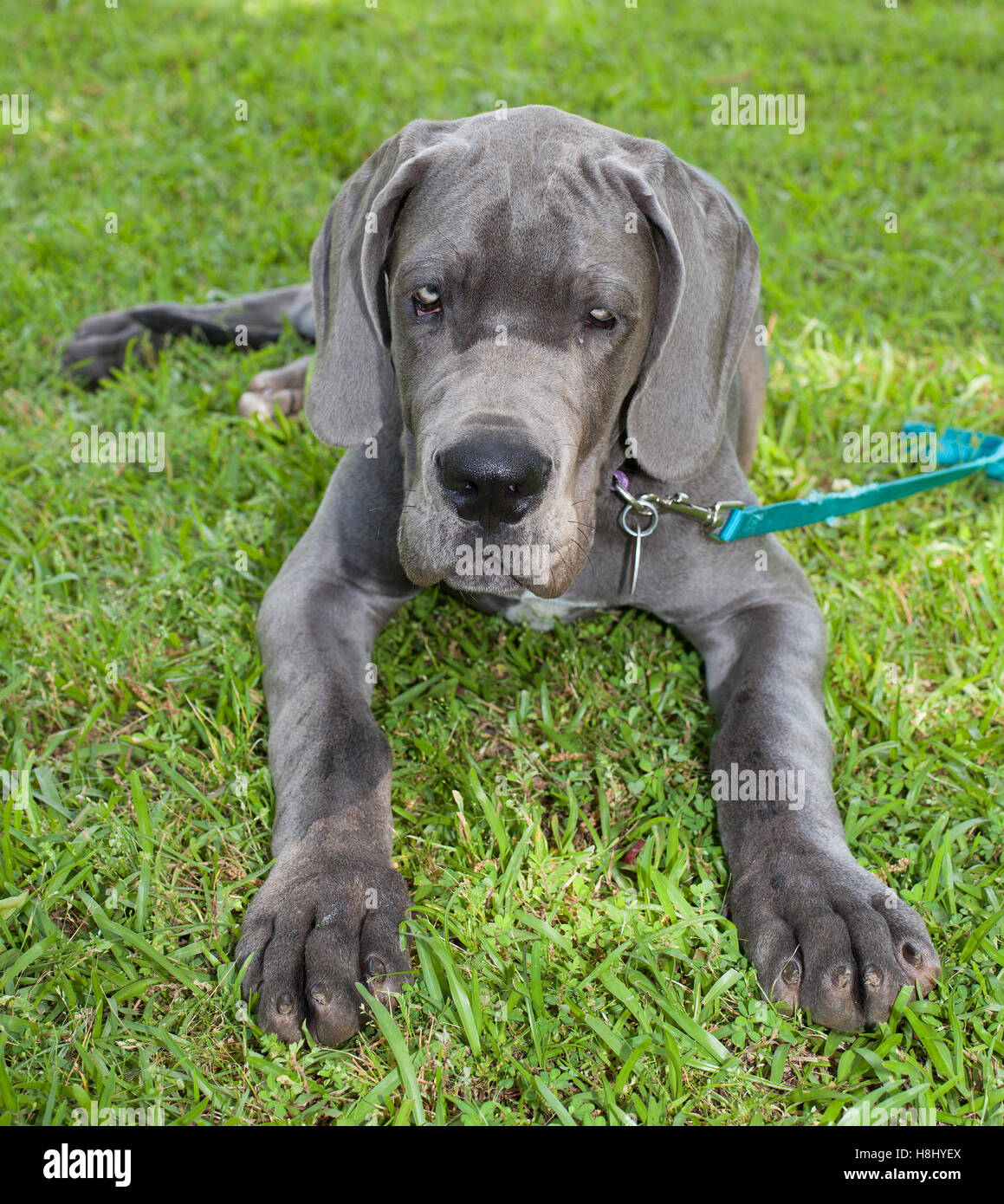 Gray Great Dane Puppy