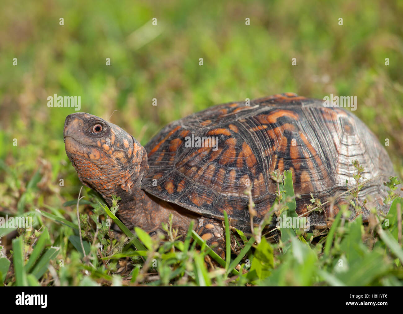 Animal with scales hi-res stock photography and images - Alamy