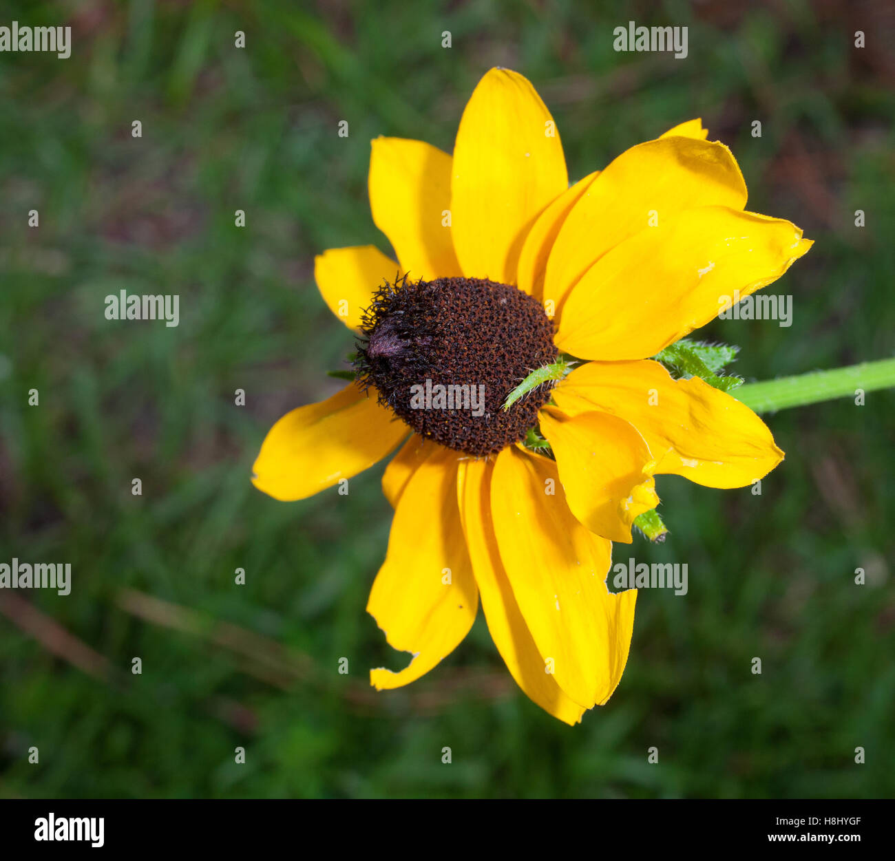 Yellow flower that is blooming in the yard in the spring Stock Photo ...