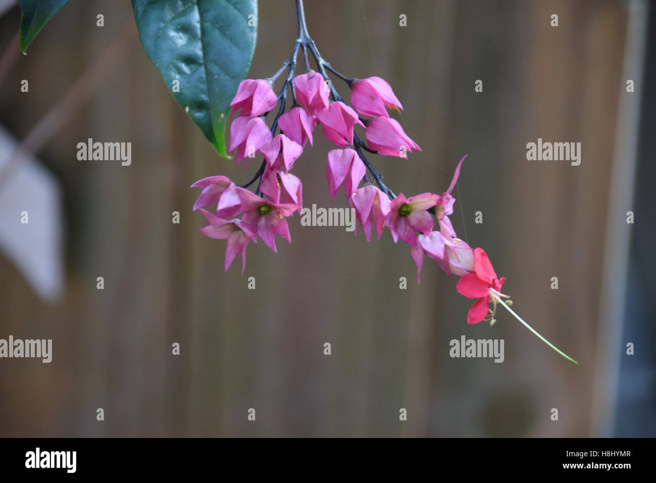 Bleeding rose hi-res stock photography and images - Alamy