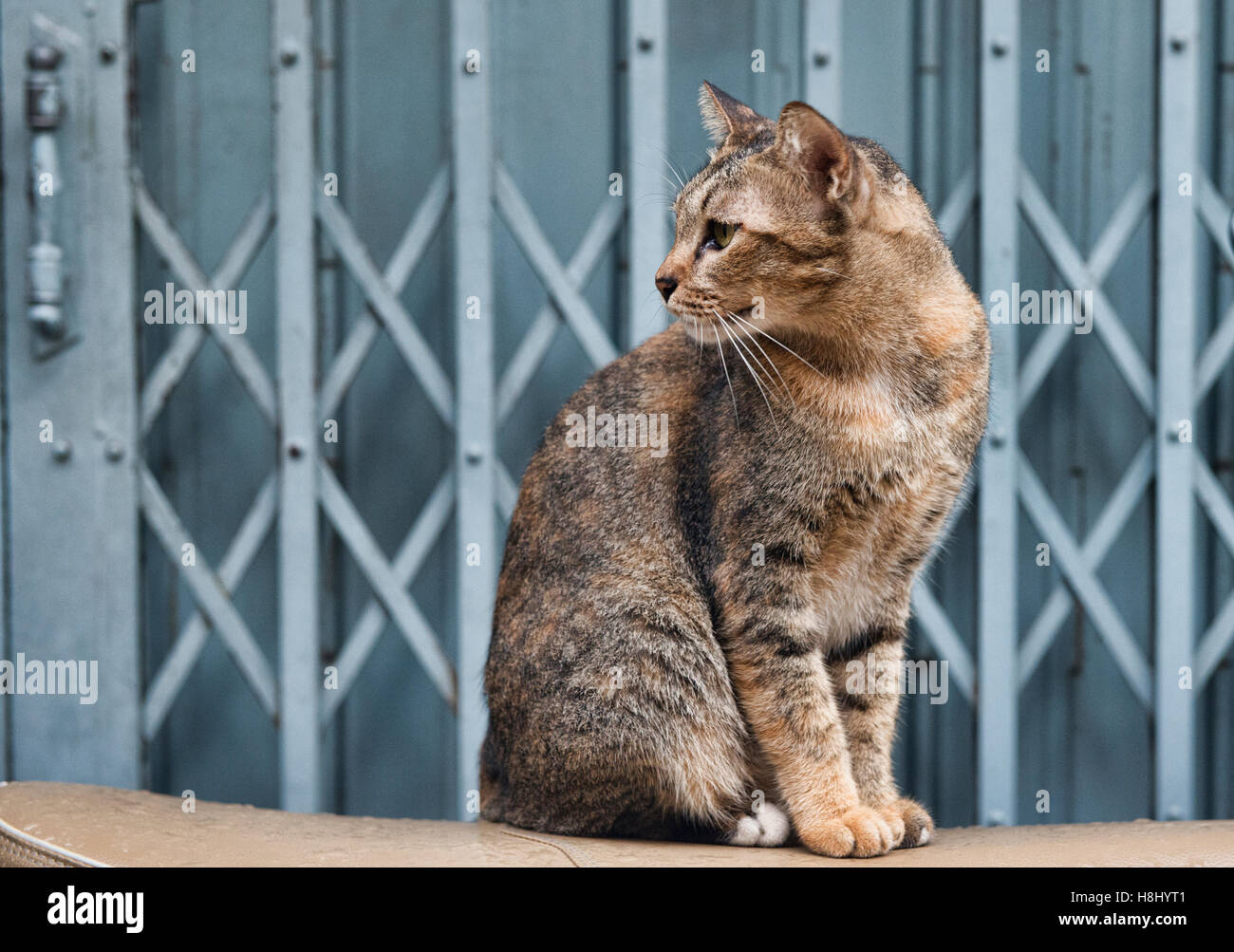 Cat portrait, Bangkok, Thailand Stock Photo - Alamy