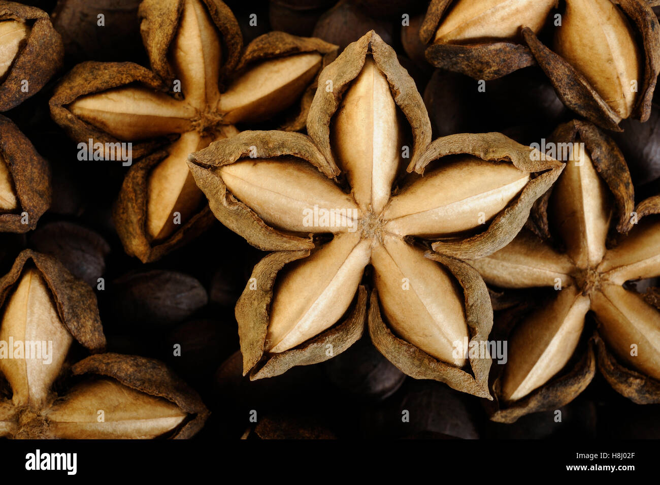 dried sacha inchi on white background Stock Photo - Alamy