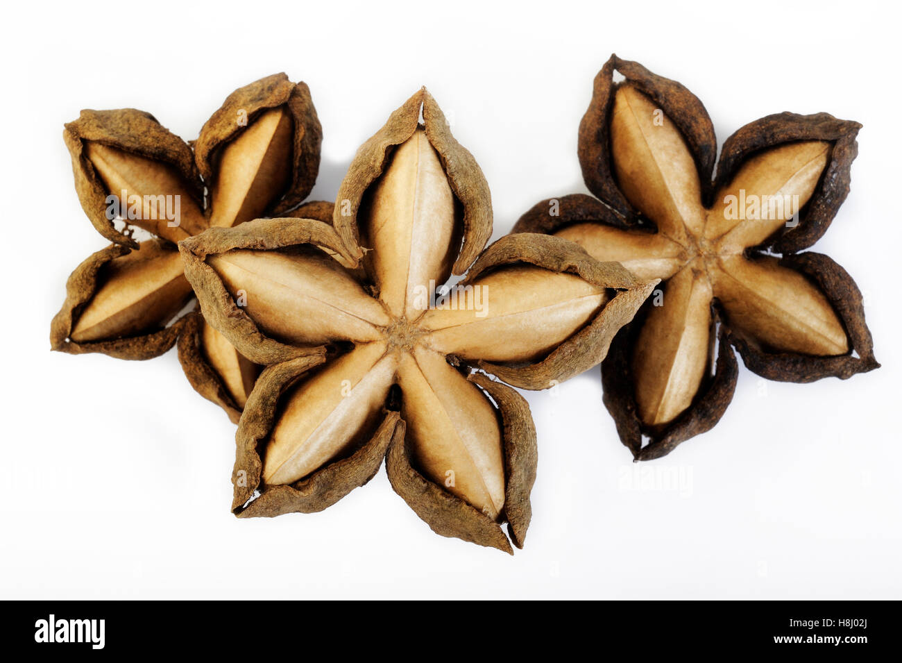 dried sacha inchi on white background Stock Photo - Alamy