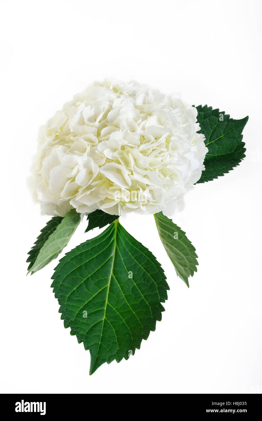 White hydrangea flowers hi-res stock photography and images - Alamy
