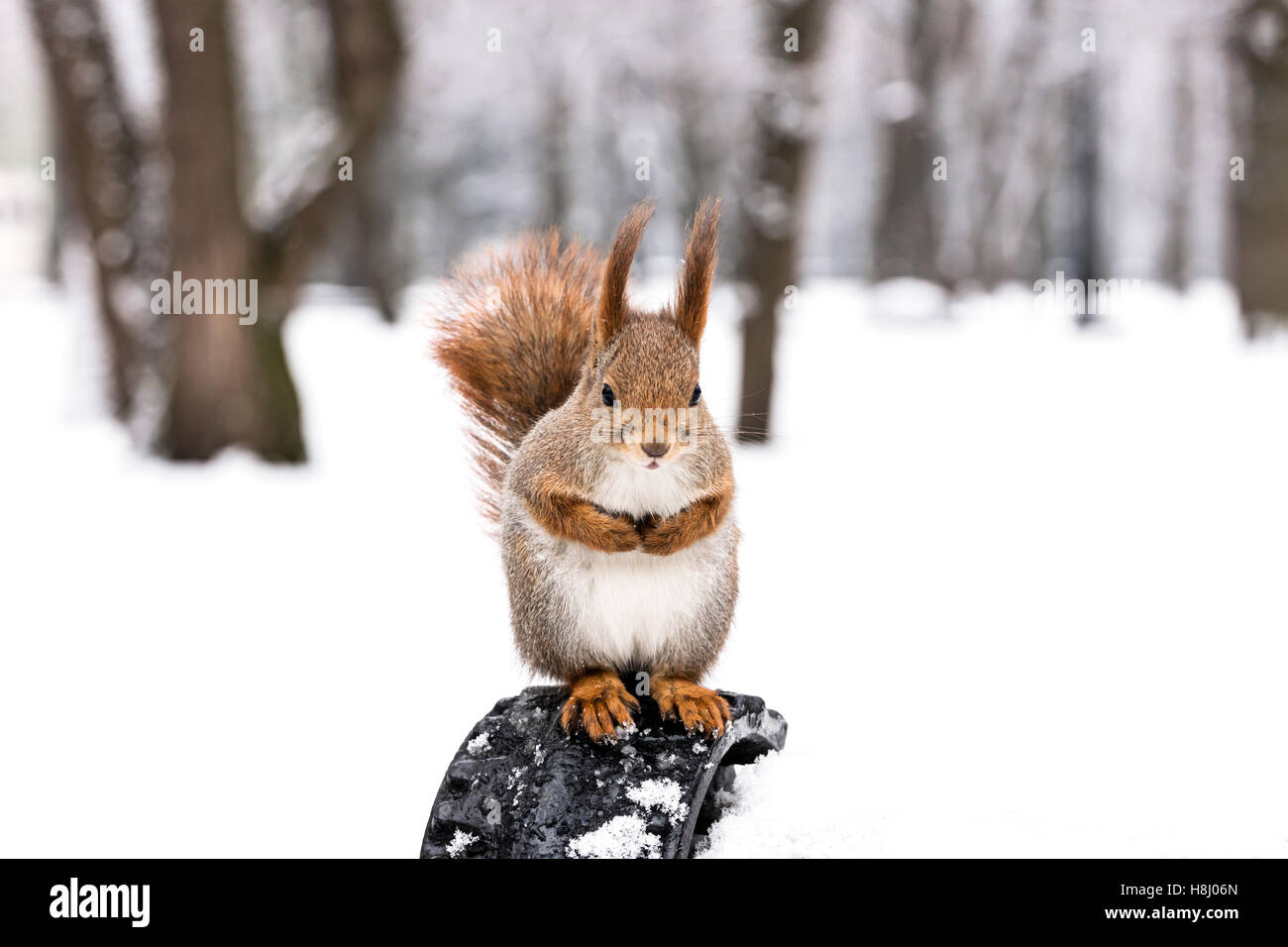 fluffy red squirrel sitting on bench in park in winter, front view ...