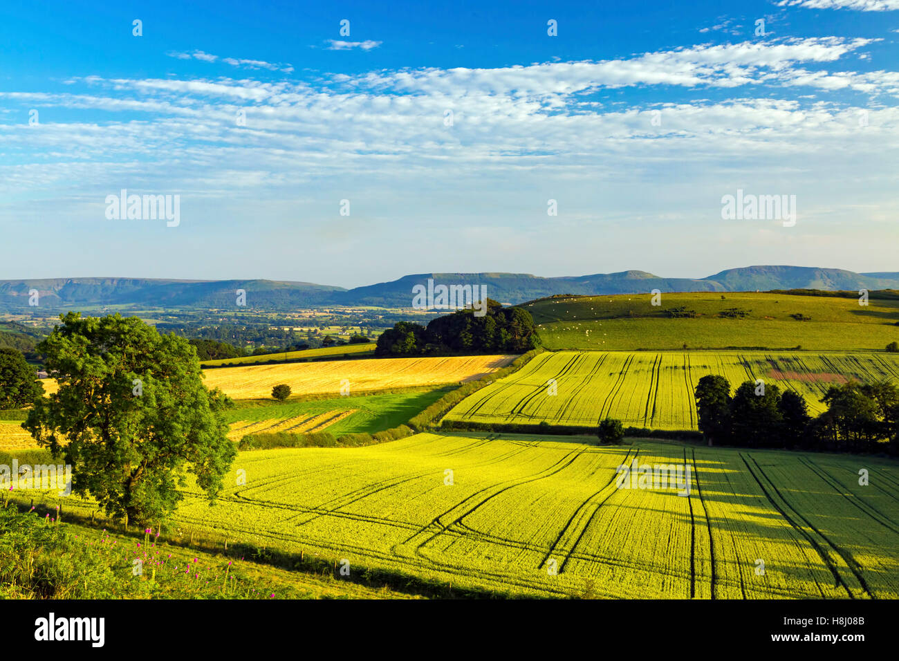 North Yorkshire moors and Cleveland hills, England, UK Stock Photo - Alamy