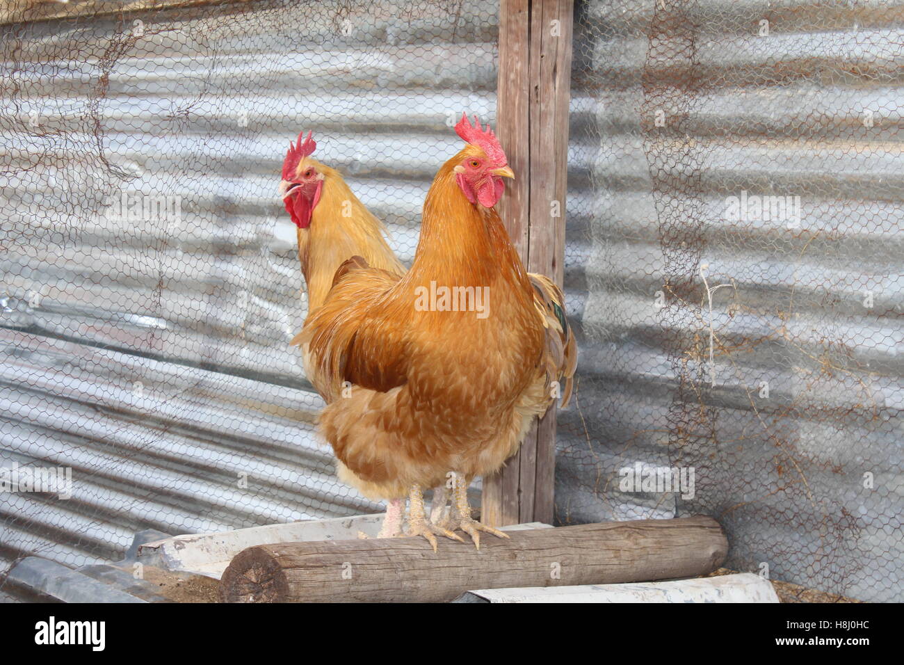 Buff orpington roosters hi-res stock photography and images - Alamy