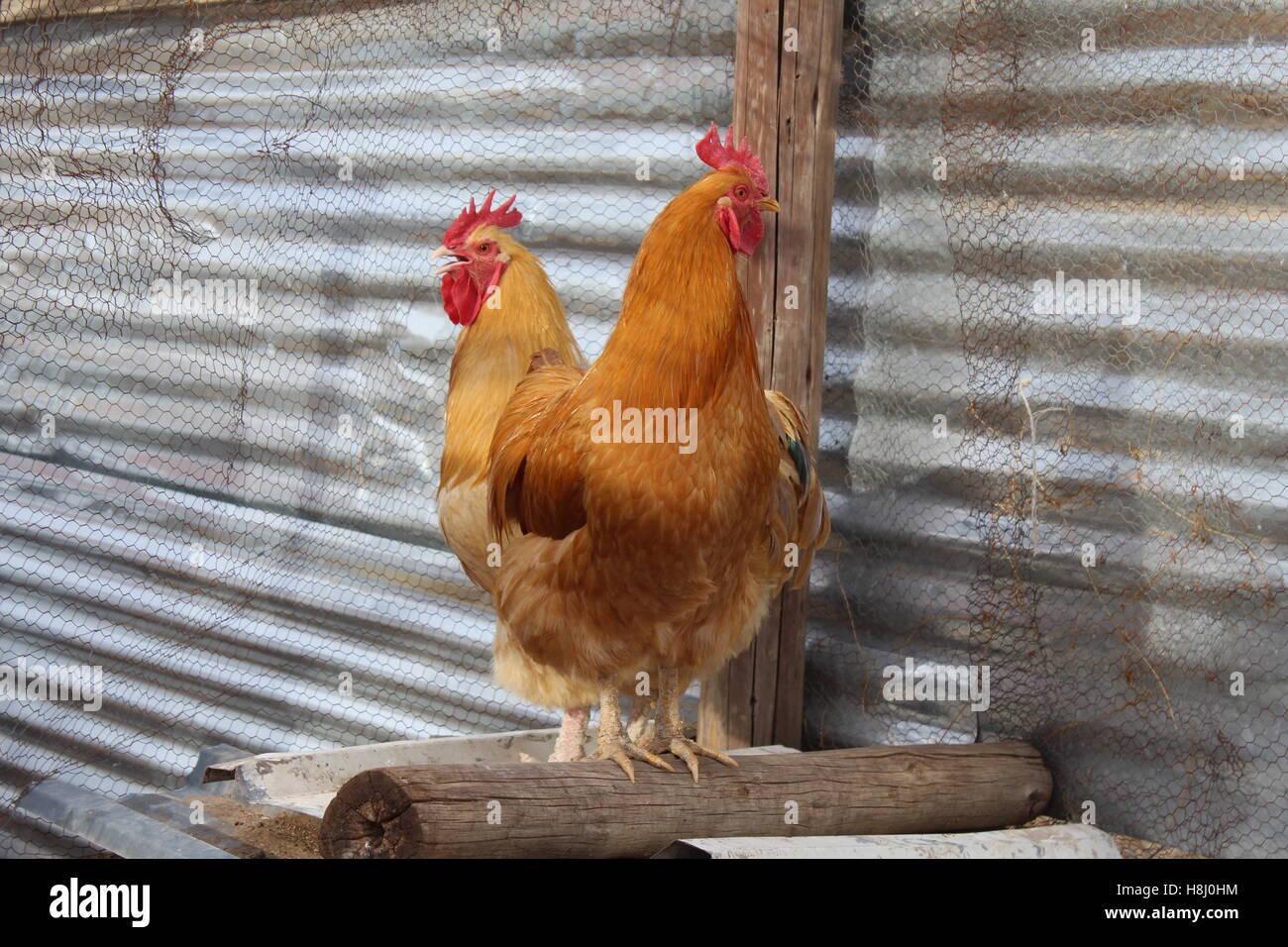 Buff orpington roosters Stock Photo - Alamy