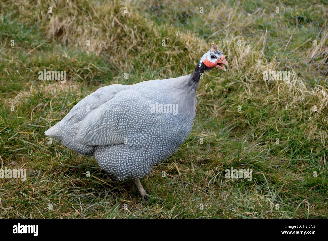 Lavender guinea fowl hi-res stock photography and images - Alamy