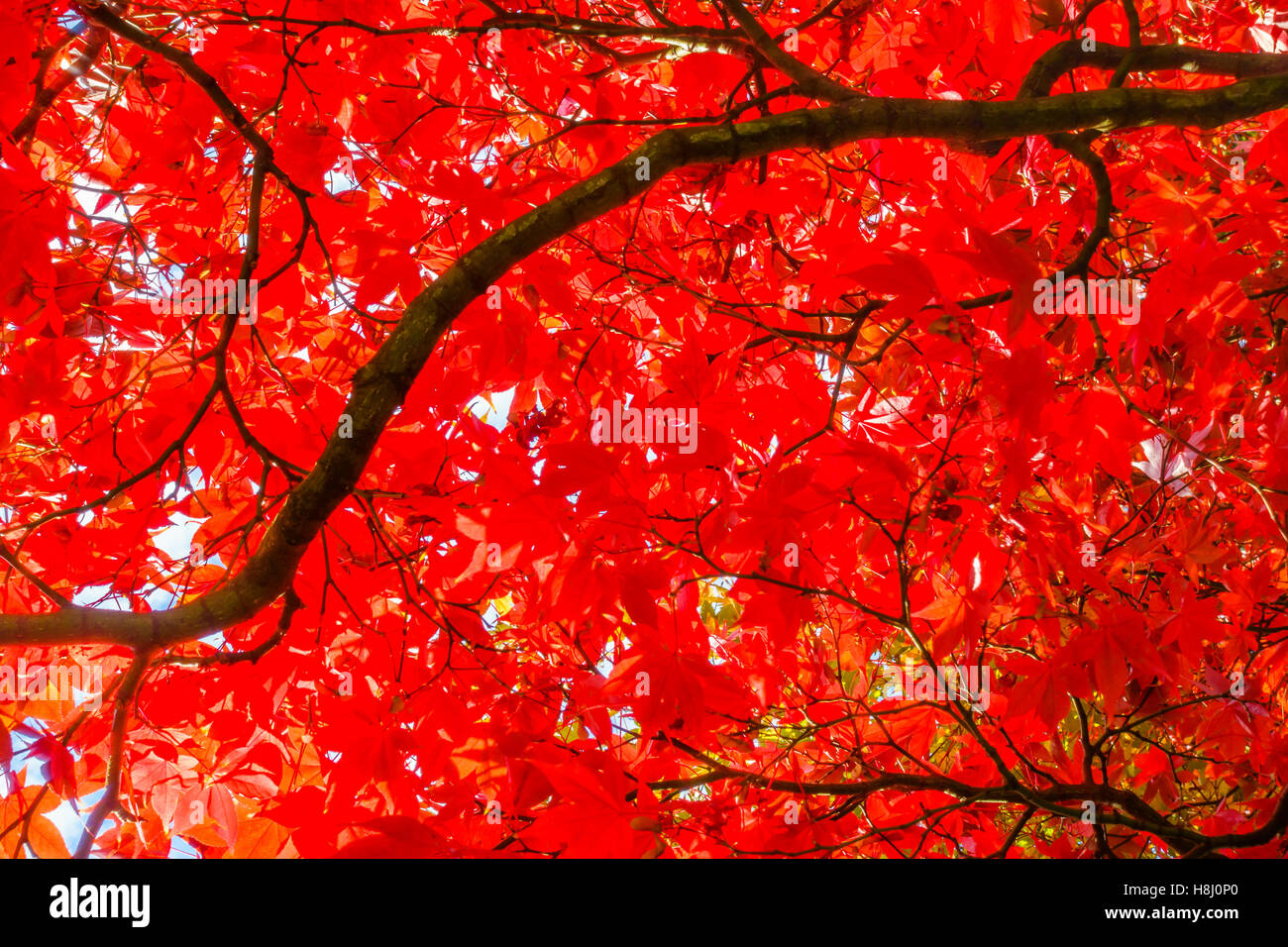 View from underneath a Red Autumn Tree Stock Photo - Alamy