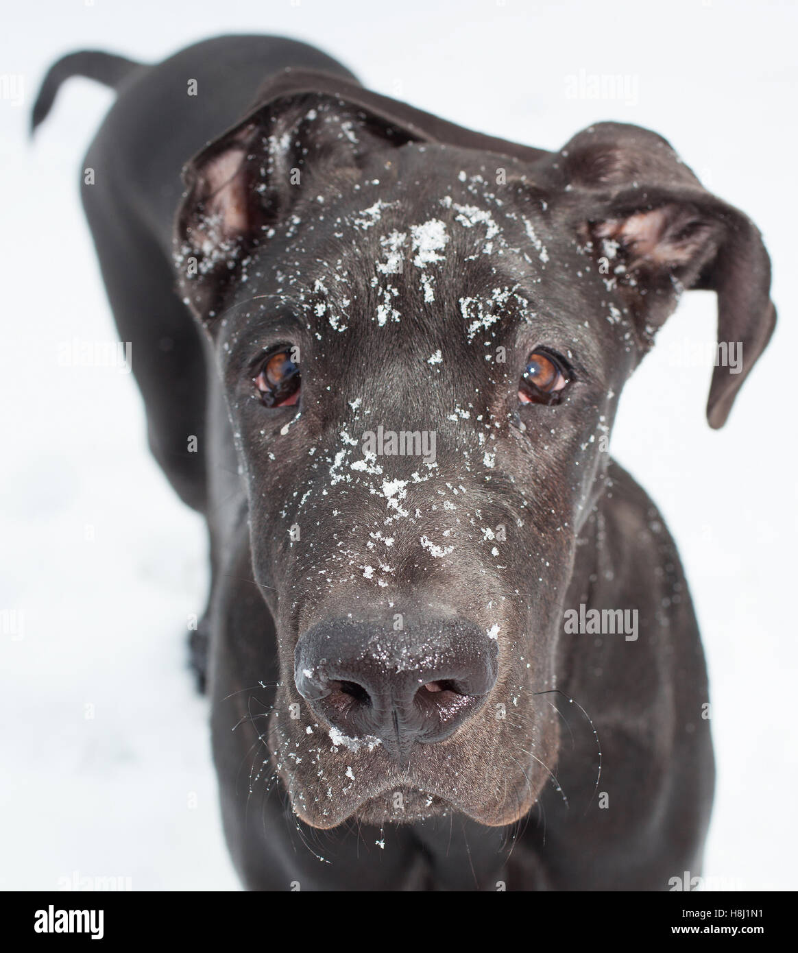 Brown eyed great dane in the snow giving a snowy stare Stock Photo - Alamy