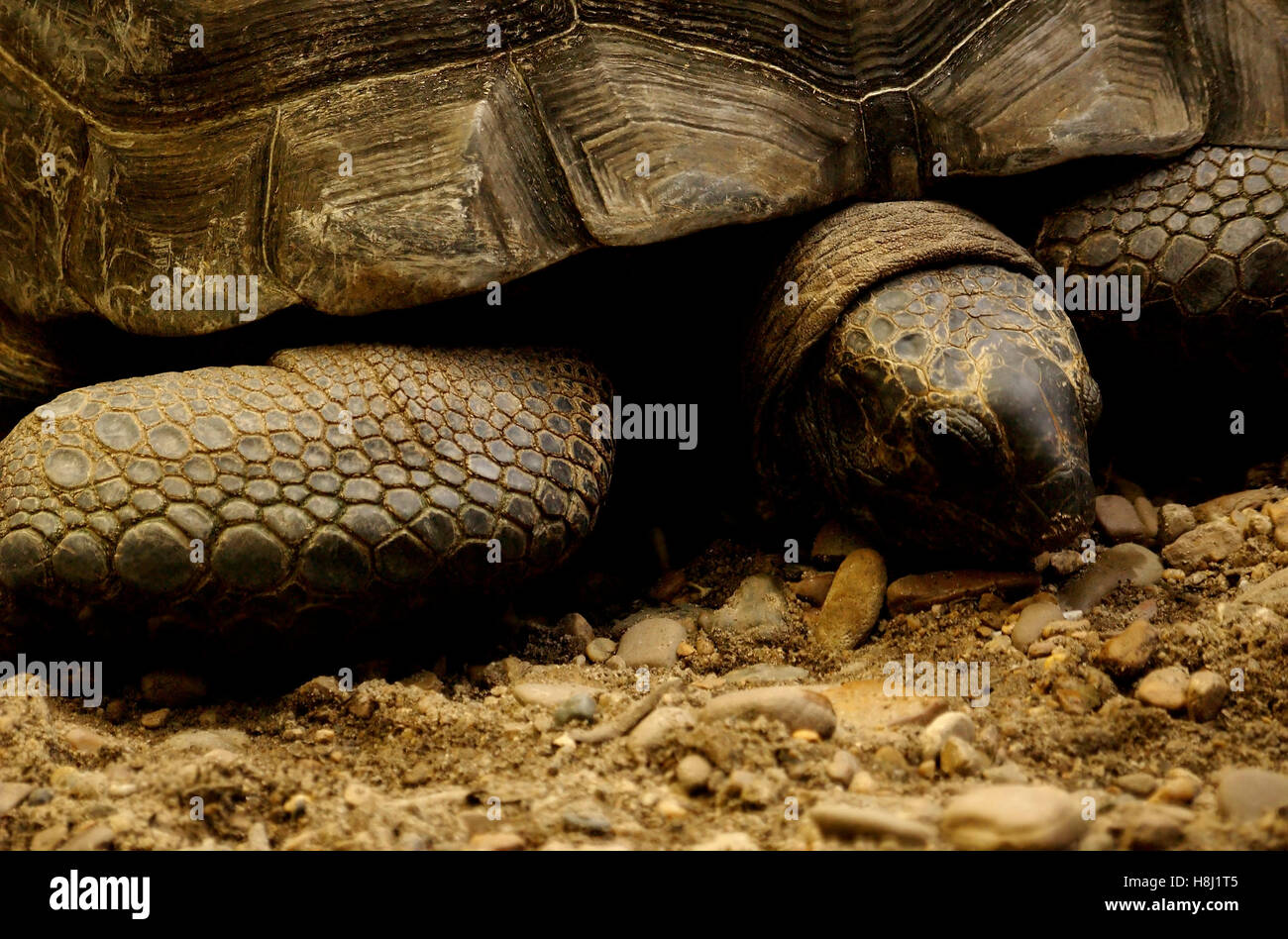 A Turtle lying on the ground Stock Photo - Alamy