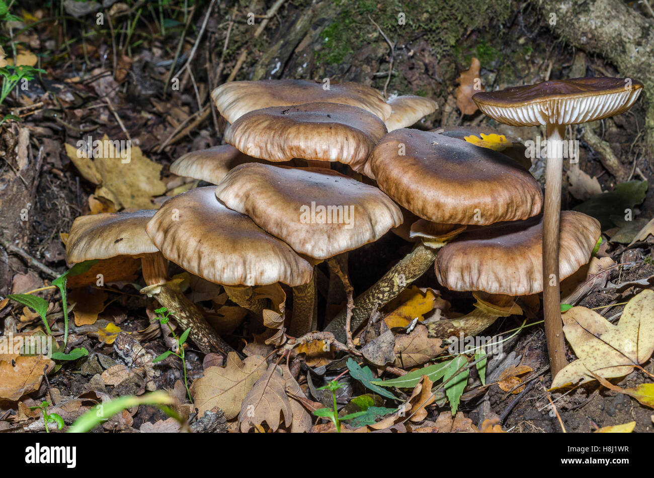 Spores de champignons hi-res stock photography and images - Alamy