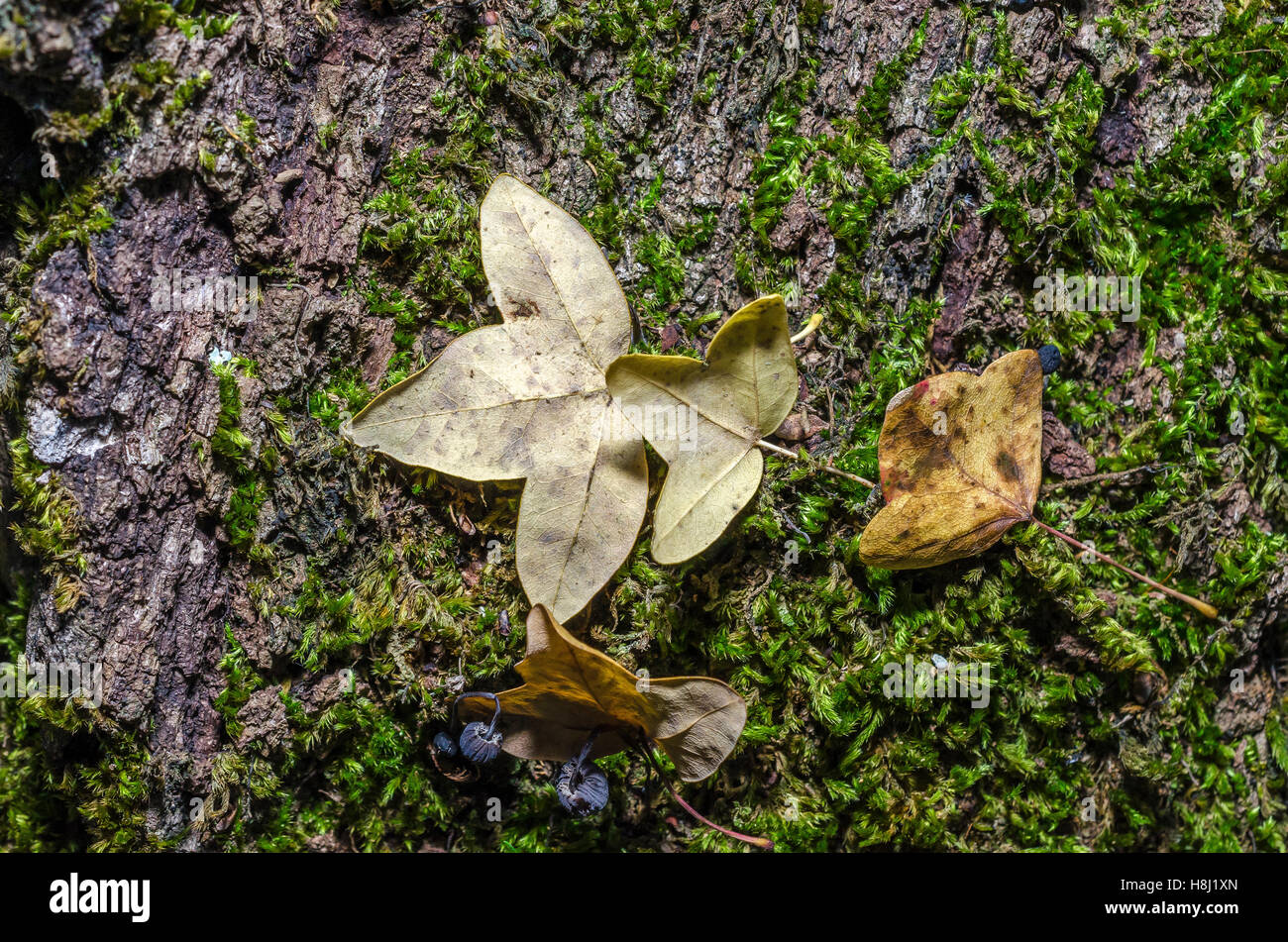 Souche de buisson hi-res stock photography and images - Alamy