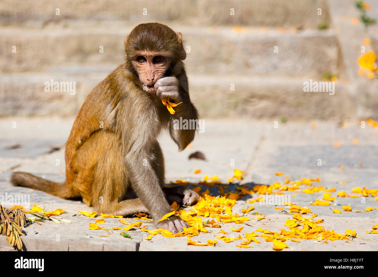 Junvenile monkeys at Swayambhu (Monkey Temple), Kathmandu, Nepal, Asia ...