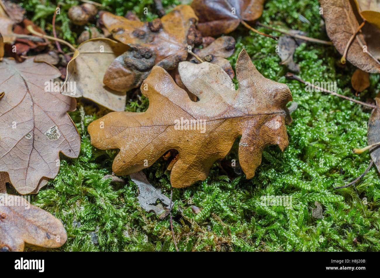Souche de buisson hi-res stock photography and images - Alamy