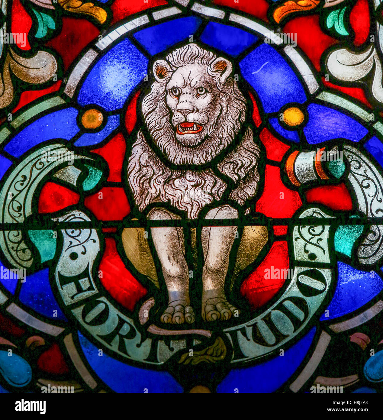 Stained glass window depicting an lion hi-res stock photography and ...
