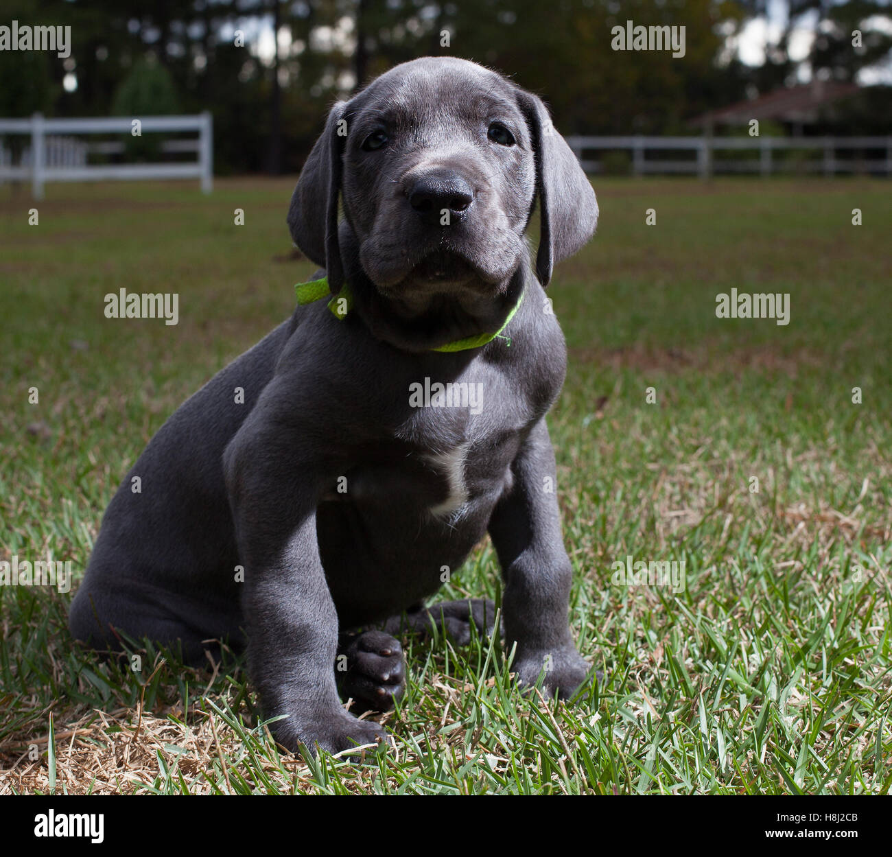 Grey Great Dane puppy that is sitting on a green field Stock Photo - Alamy