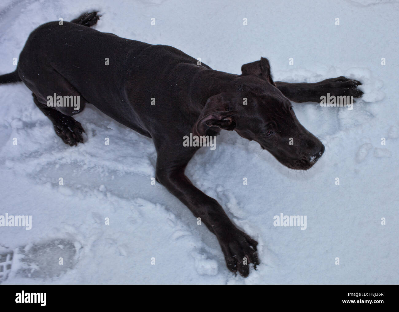 Dog sliding on the snow hi-res stock photography and images - Alamy
