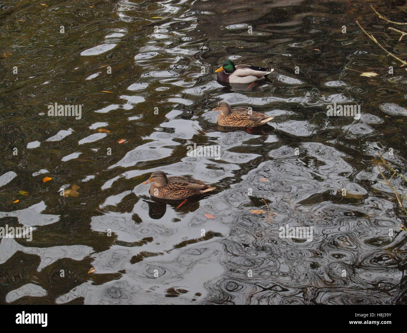 Mill pool way hi-res stock photography and images - Alamy