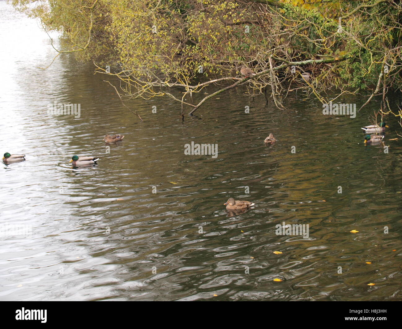 Mill pool way hi-res stock photography and images - Alamy