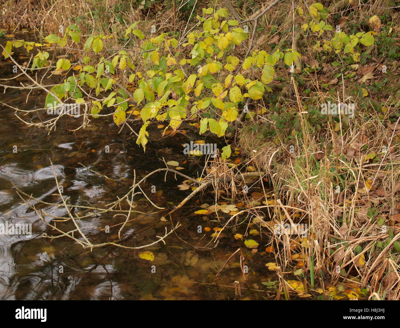 Mill pool way hi-res stock photography and images - Alamy