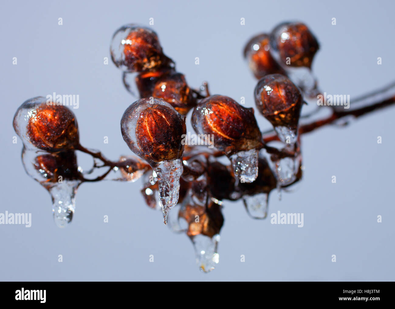 Crape myrtle buds hi-res stock photography and images - Alamy