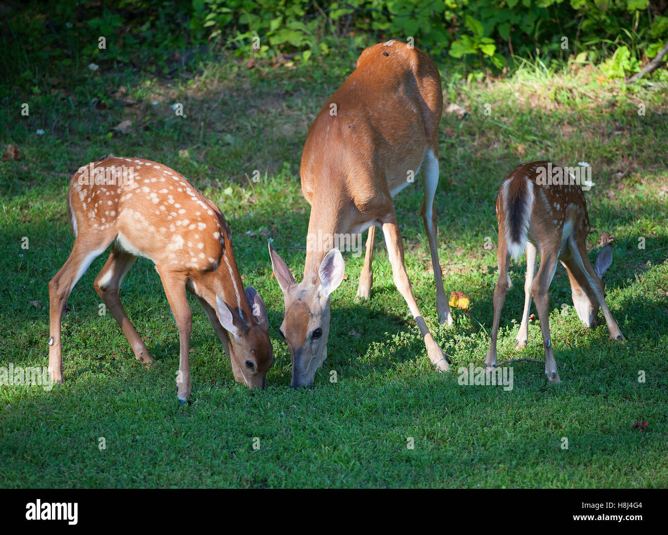 Two young whitetail deer fawns eating with their doe Stock Photo - Alamy