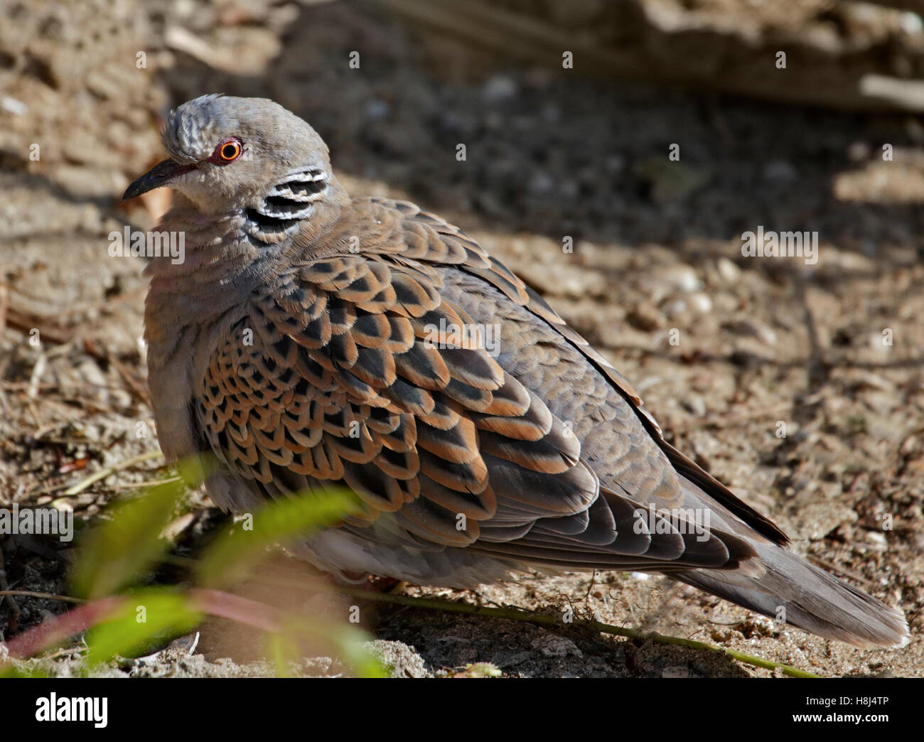 European Turtle Dove (streptopelia turtur Stock Photo - Alamy