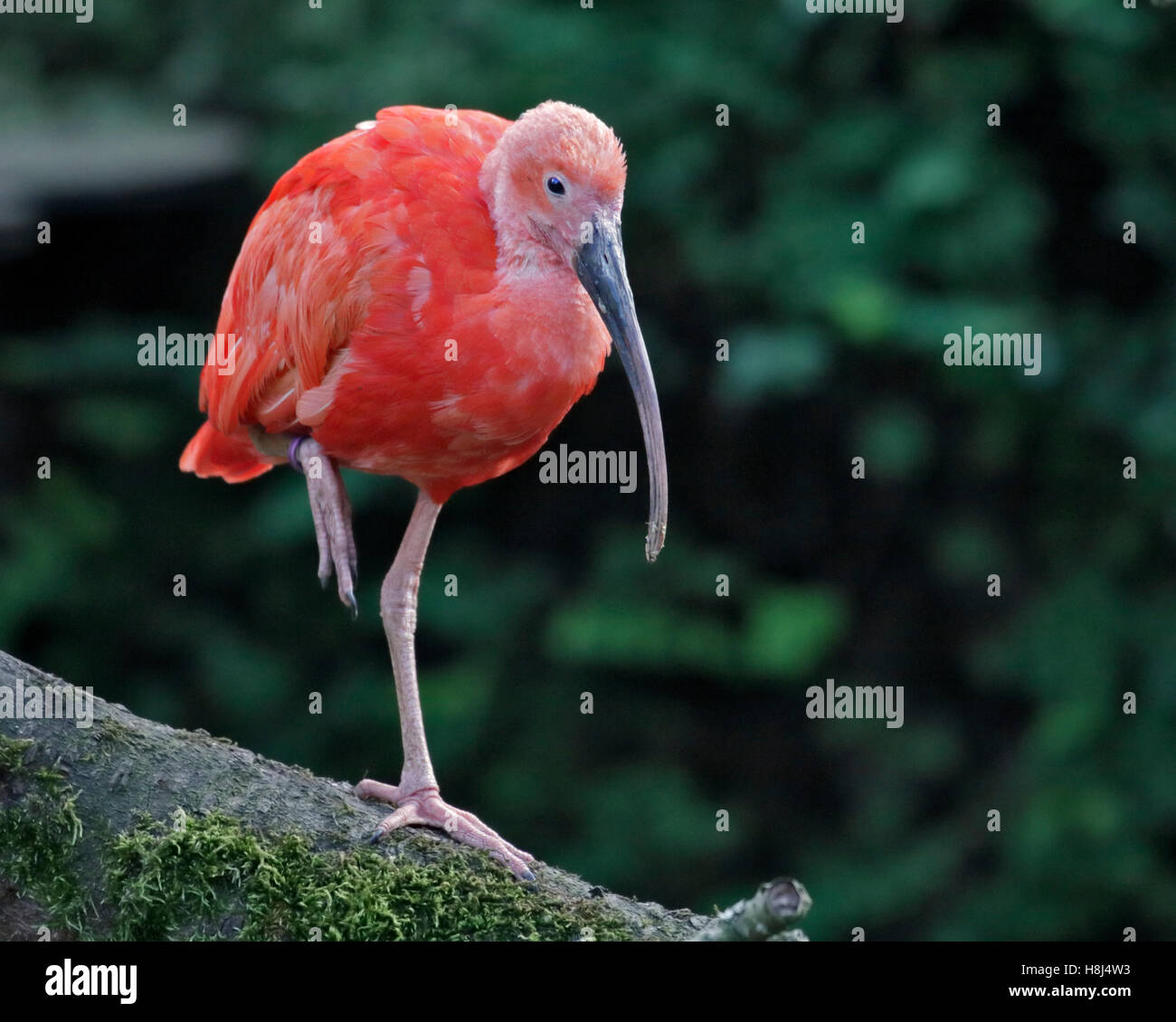 Scarlet Ibis (eudocimus ruber Stock Photo - Alamy