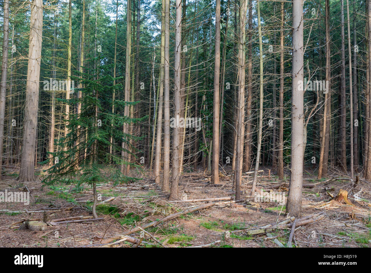 Forest of Dutch national park Veluwe with bright sun shining through ...