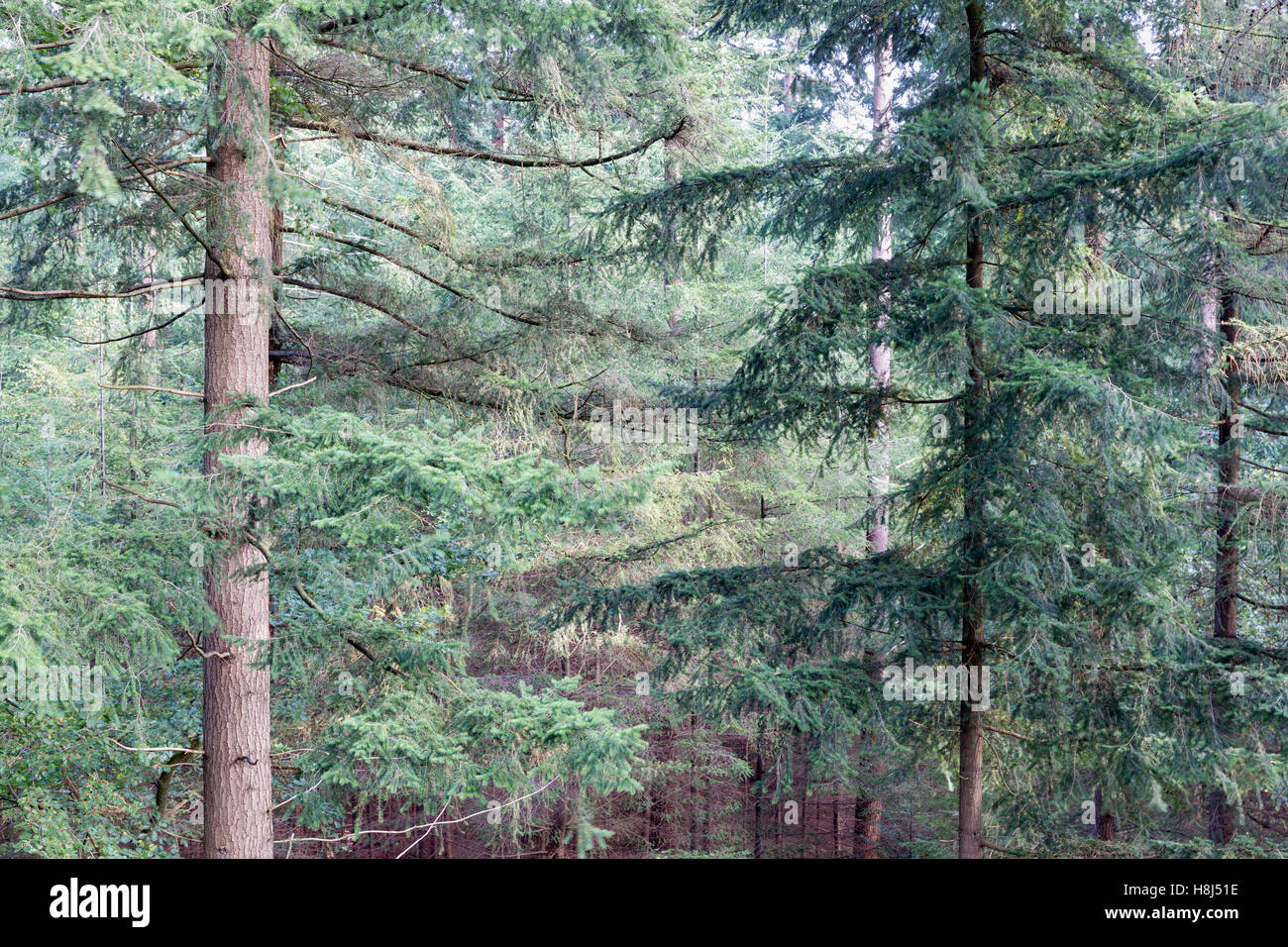 Forest of Dutch national park Veluwe with thick background of fir trees ...