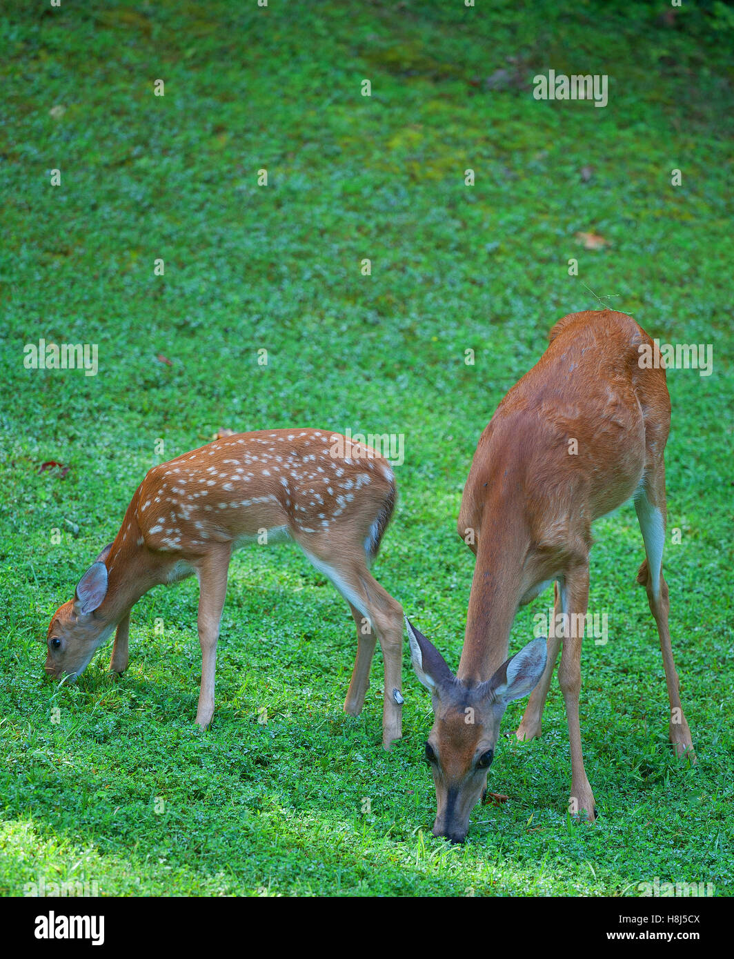Whitetail doe fawn eating grass hi-res stock photography and images - Alamy