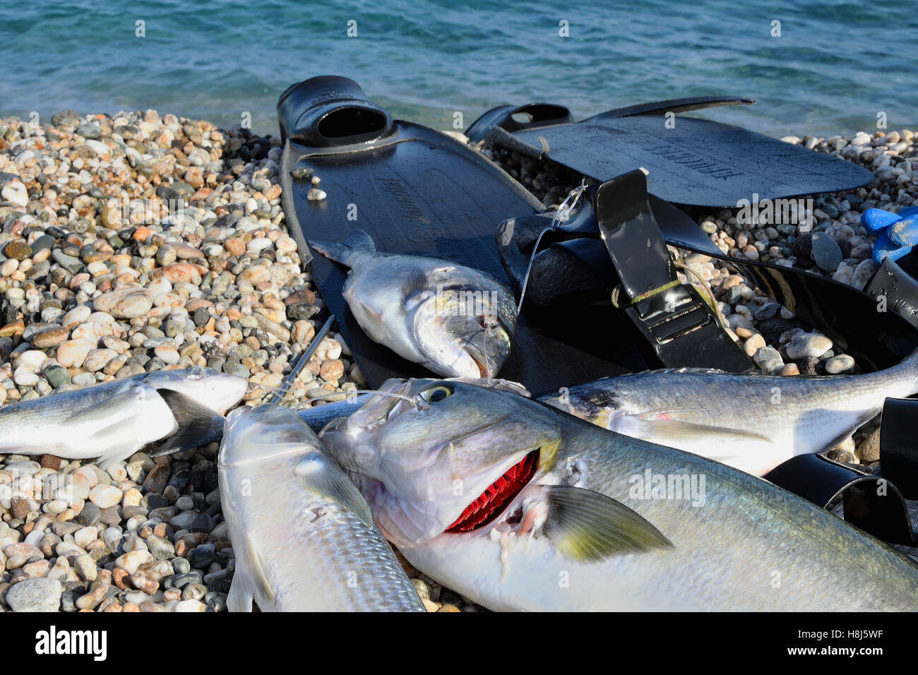 Freshly fish caught one by one( from underwater diver) and the fins on ...