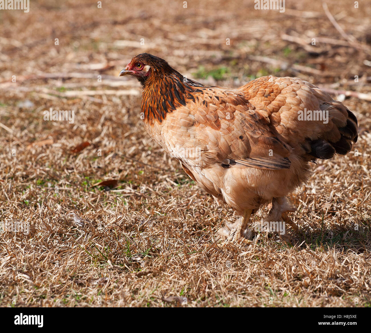 Brown and black chicken hen on some dead grass Stock Photo - Alamy