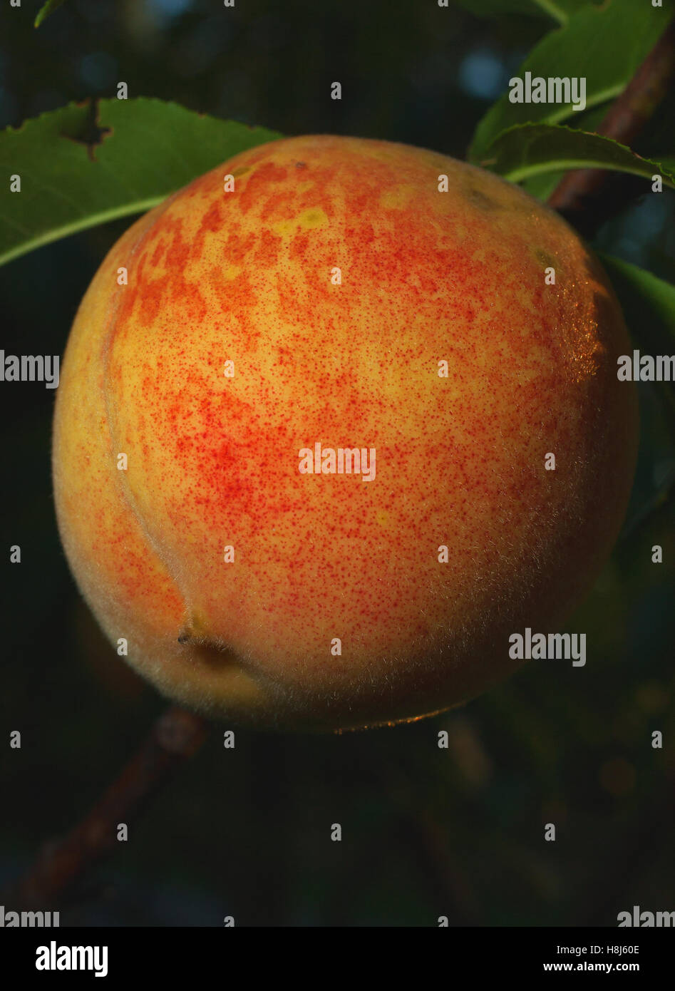 White peach that is just about ripe on the tree Stock Photo - Alamy