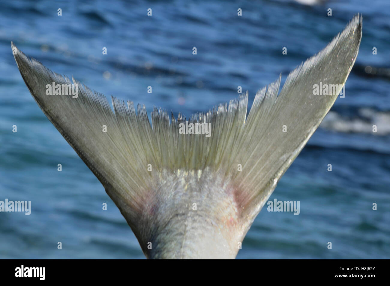 The tail of a large fish on a water background Stock Photo - Alamy