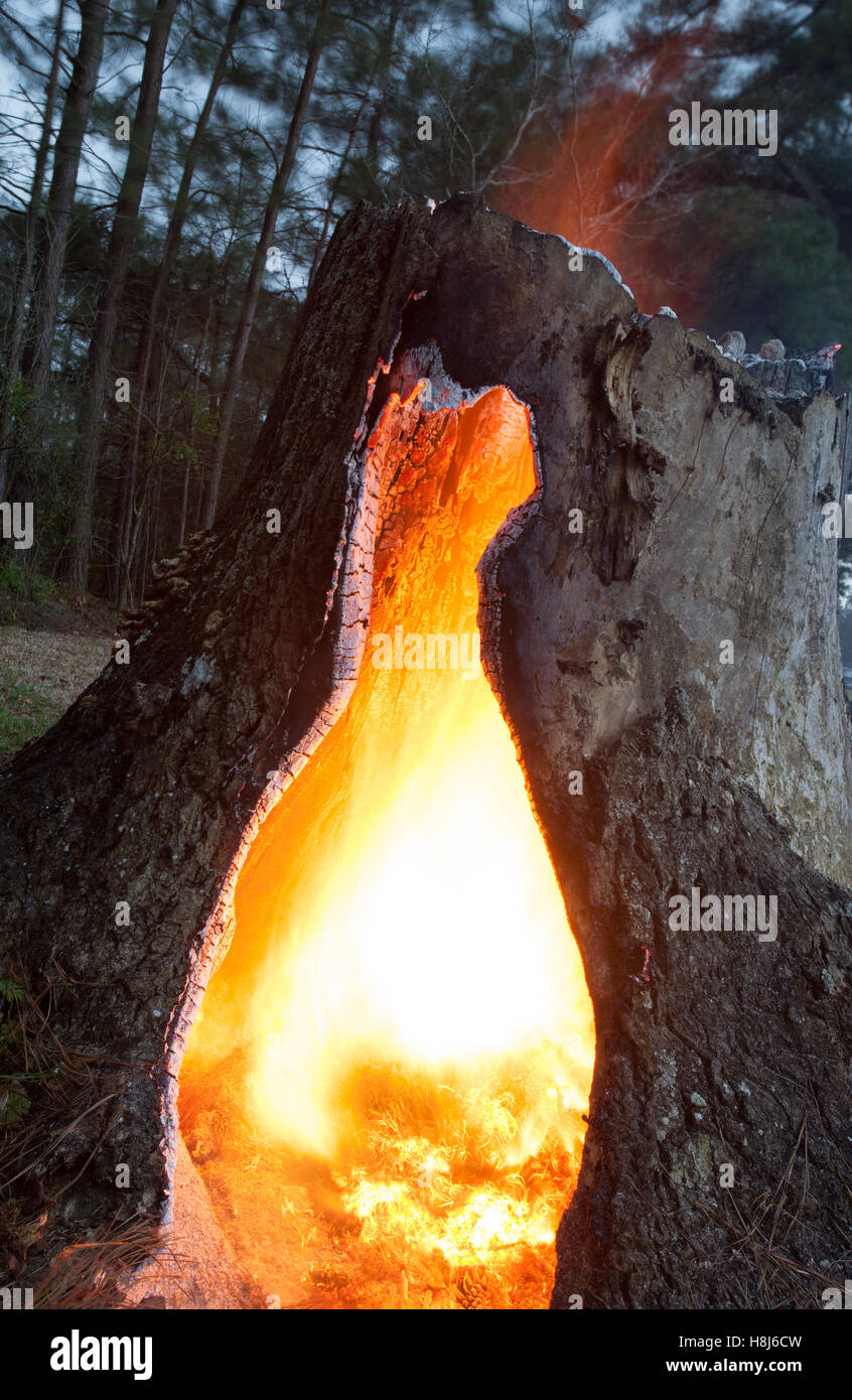 Fire that is in the middle of a hollow pine tree stump Stock Photo - Alamy