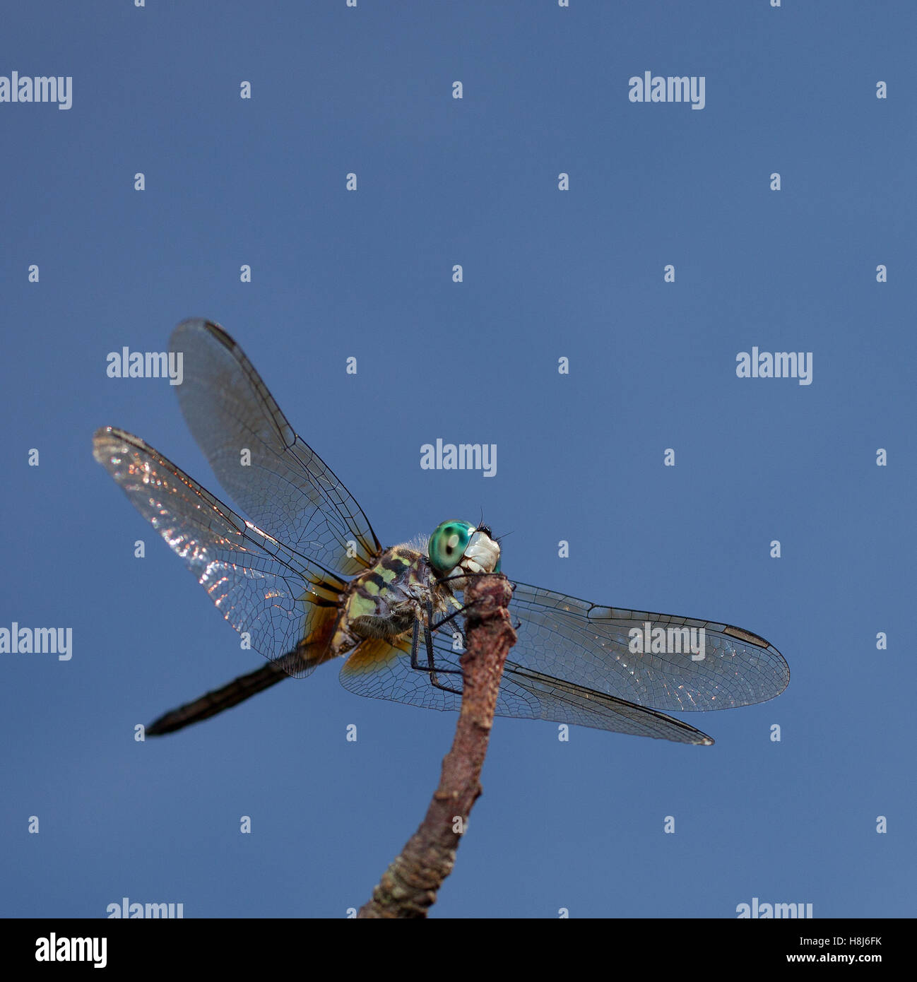Green headed dragonfly that has its mouth on a stick Stock Photo - Alamy