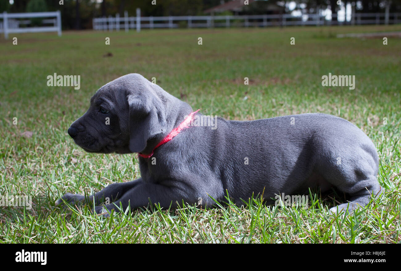 Grey great Dane puppy that is enjoying the grass Stock Photo - Alamy