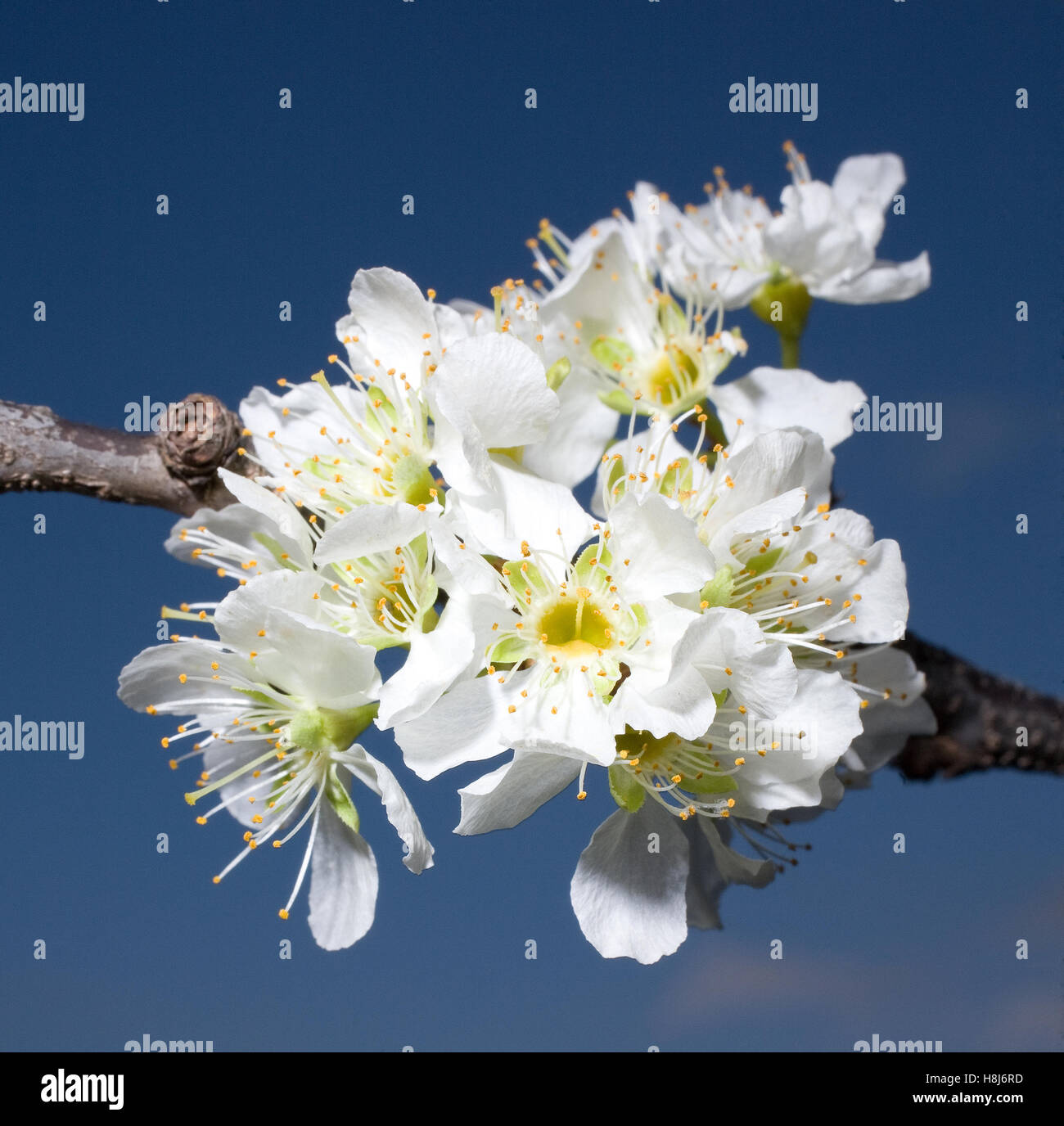 White plum flowers that are in a tight group Stock Photo - Alamy