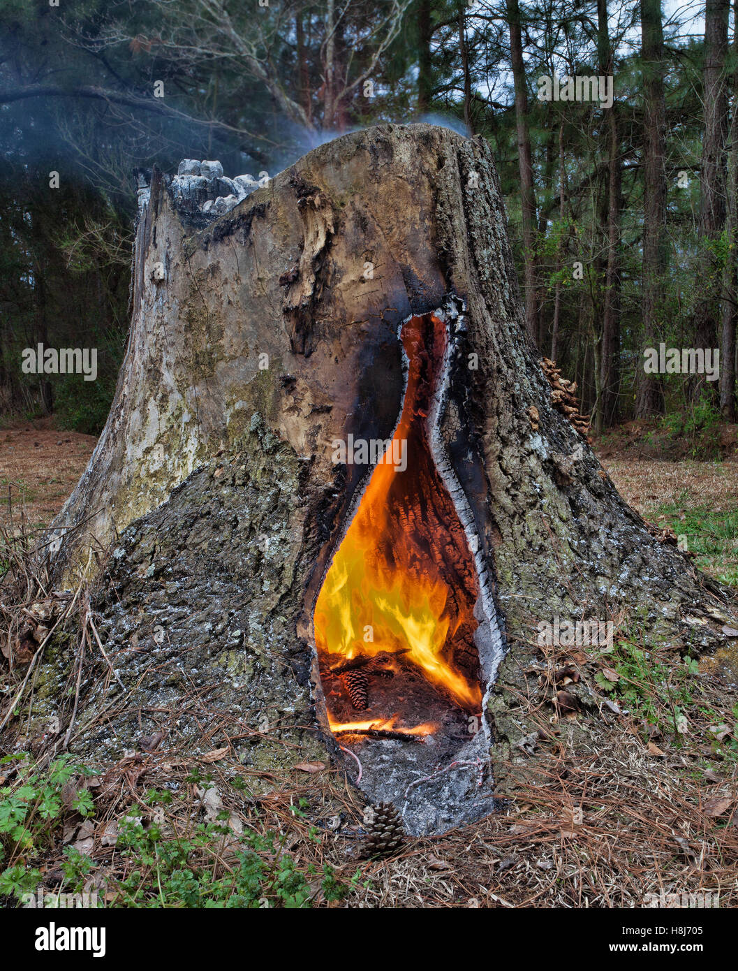 Fire that is inside a hollow pine tree stump Stock Photo - Alamy