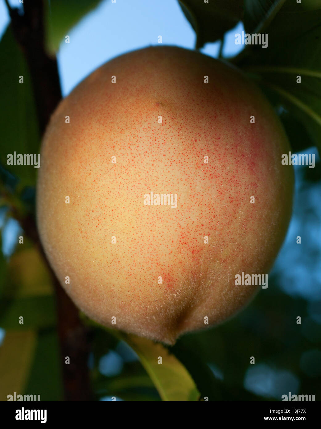Ripe peach that is in the shade of its tree Stock Photo - Alamy