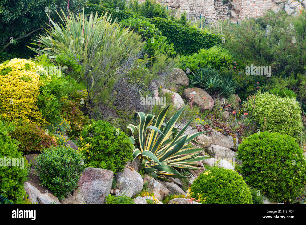 Variegated Agave plant and green circular bushes in summer park Stock ...