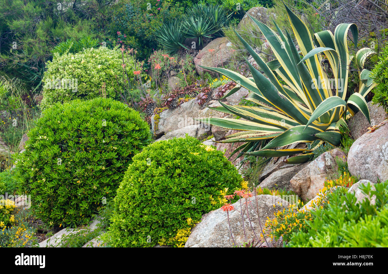 Variegated Agave plant and green circular bushes in summer park Stock ...