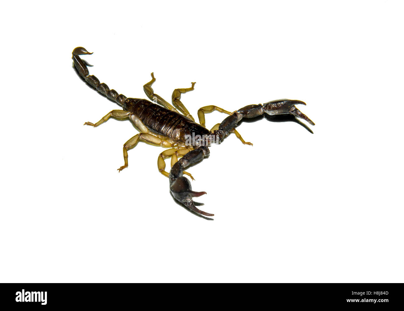 Black Scorpion Over White Stock Photo - Alamy