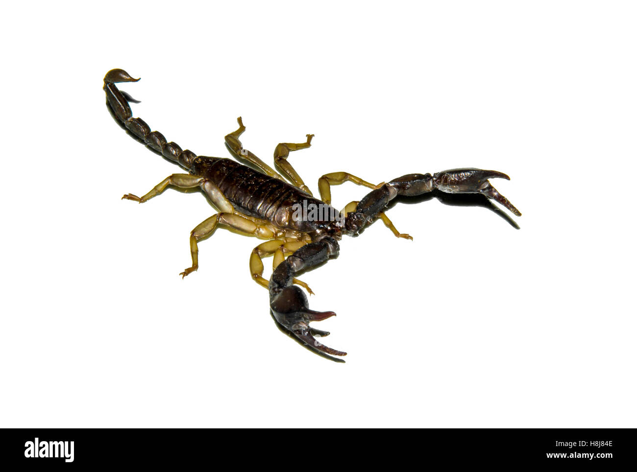Venomous black scorpion large hi-res stock photography and images - Alamy