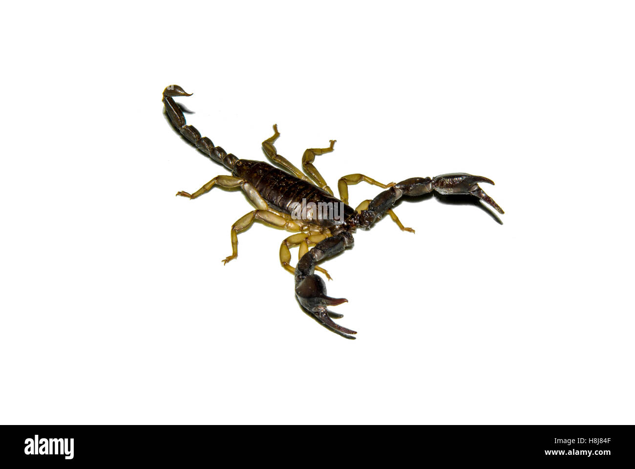 Venomous black scorpion large hi-res stock photography and images - Alamy